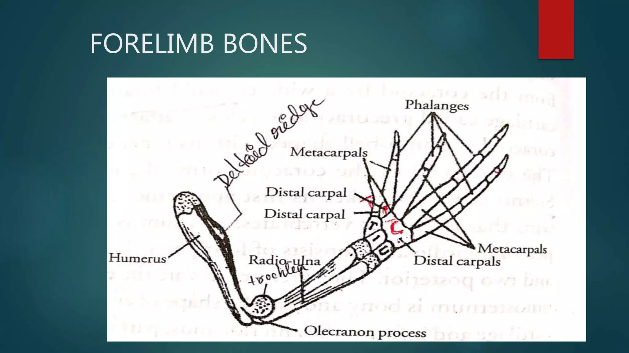 Frog skeletal system, bones, girdles | PPTX
