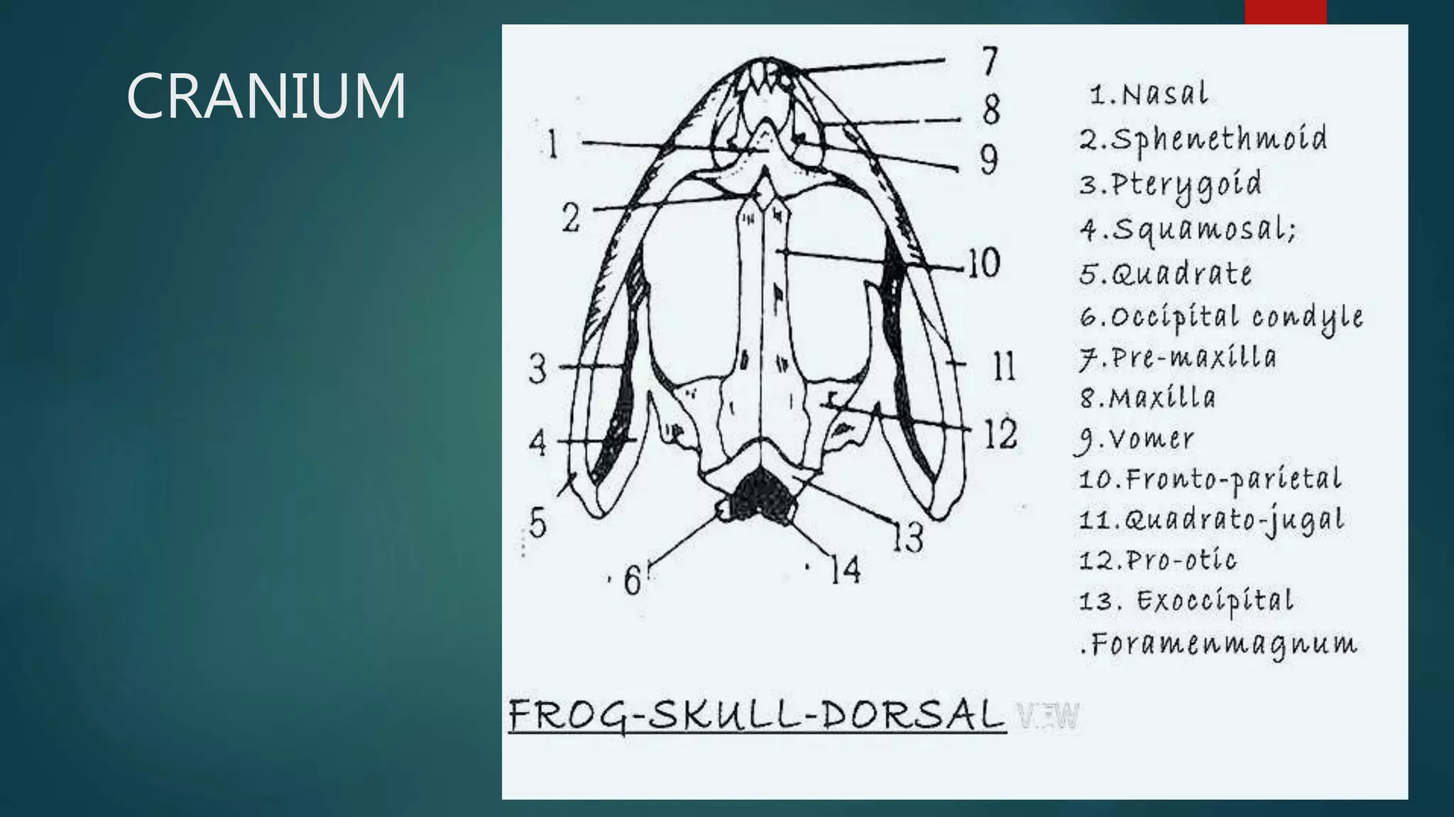 Frog skeletal system, bones, girdles | PPTX