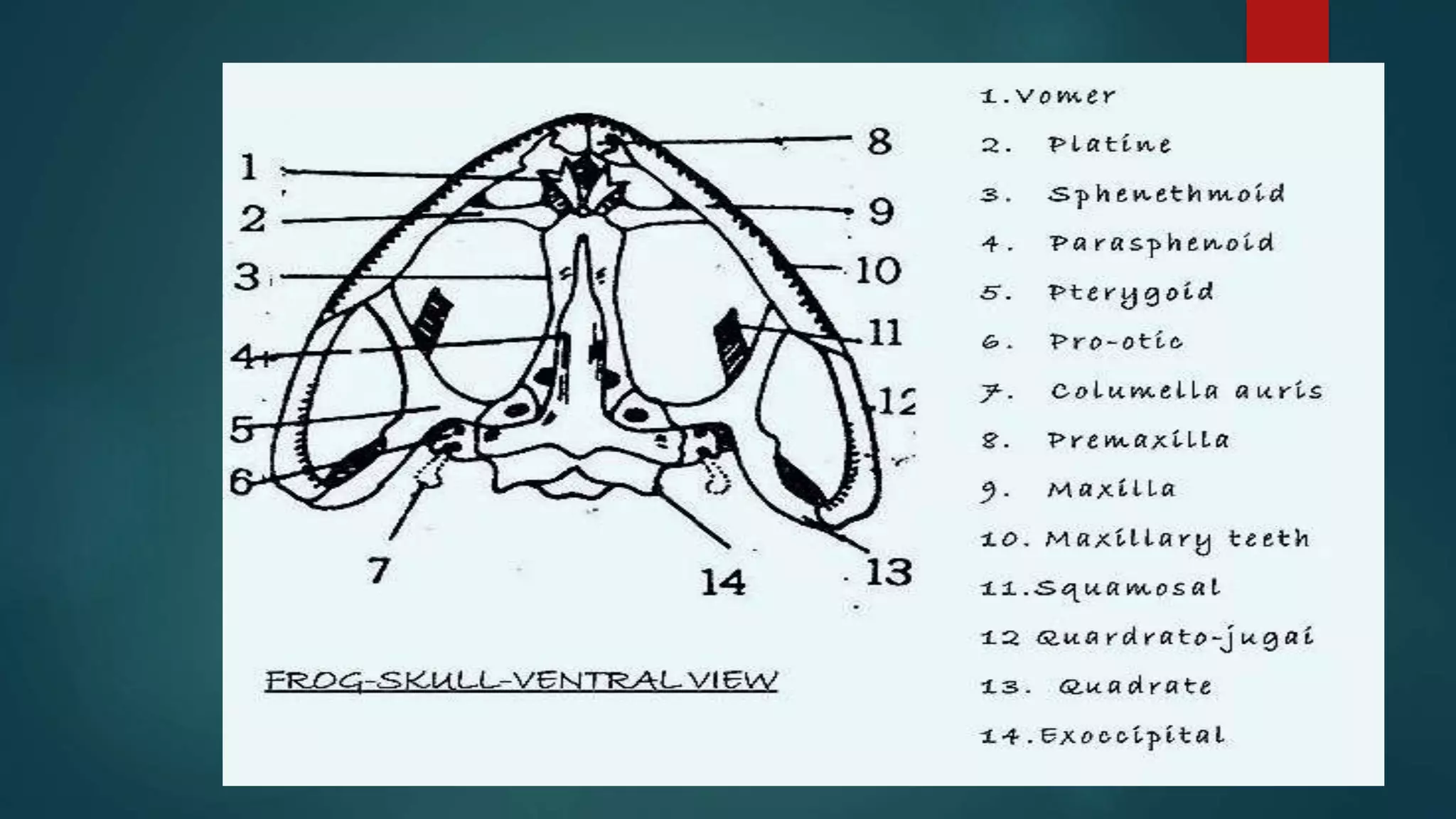 Frog skeletal system, bones, girdles | PPTX