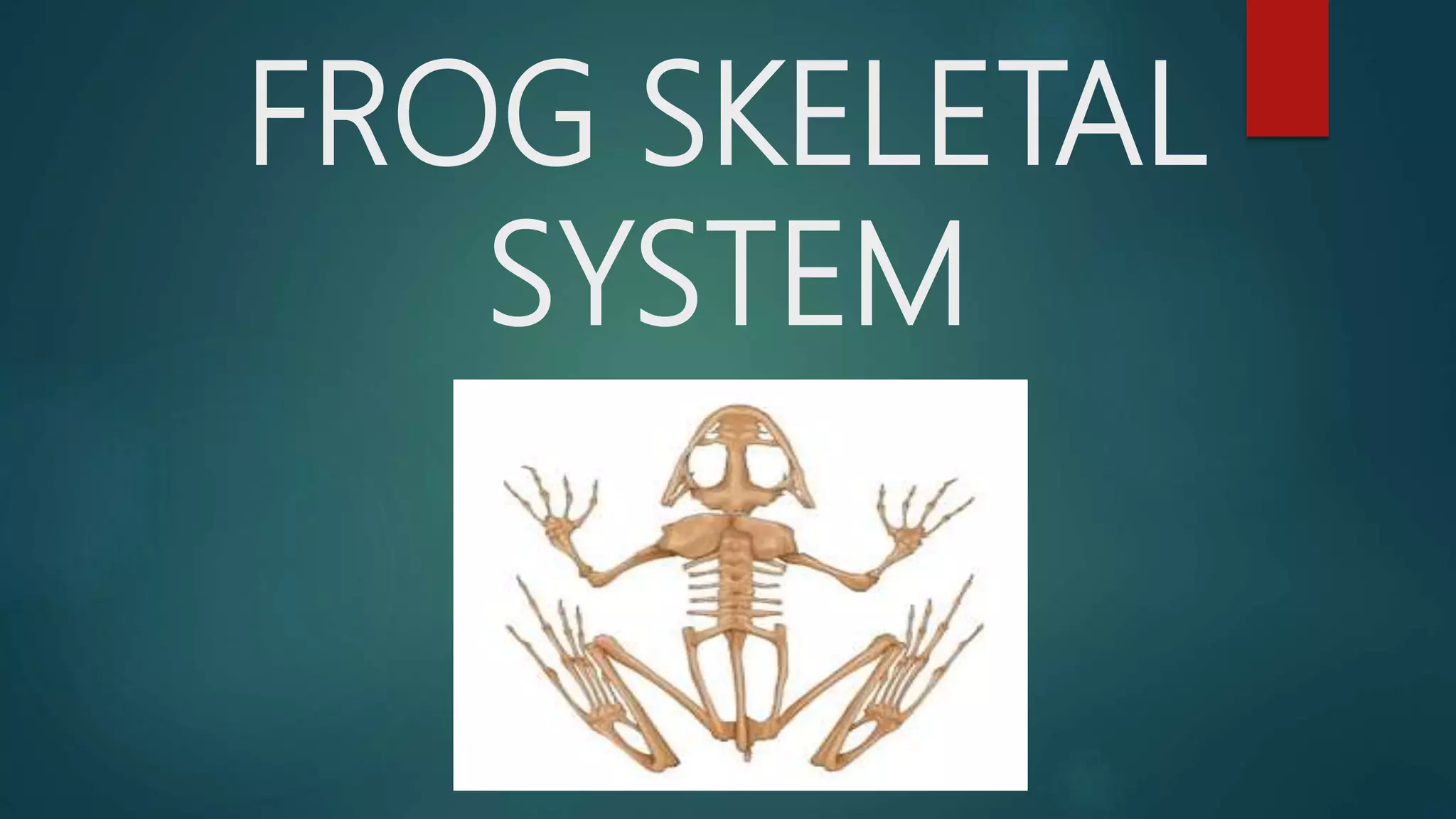 Frog skeletal system, bones, girdles | PPT