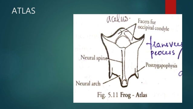 Frog skeletal system, bones, girdles | PPTX