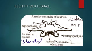 Frog skeletal system, bones, girdles | PPTX