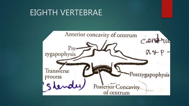 Frog skeletal system, bones, girdles | PPTX