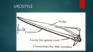 Frog skeletal system, bones, girdles | PPTX
