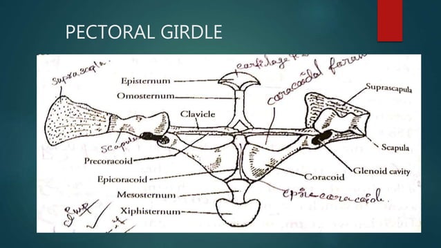 Frog skeletal system, bones, girdles | PPTX