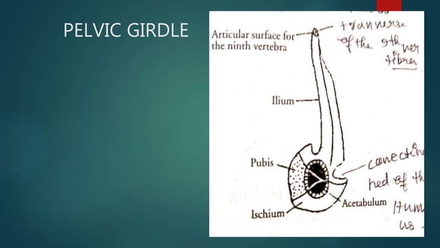 Frog skeletal system, bones, girdles | PPTX