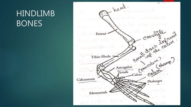 Frog skeletal system, bones, girdles | PPTX