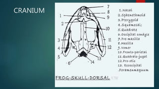 Frog skeletal system, bones, girdles | PPTX
