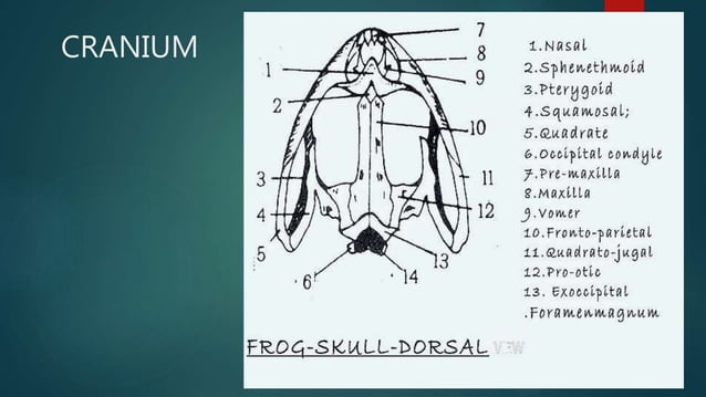 Frog skeletal system, bones, girdles | PPTX