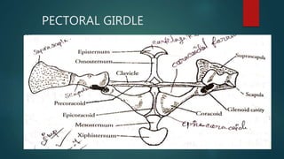 Pectoral Girdle Of Frog