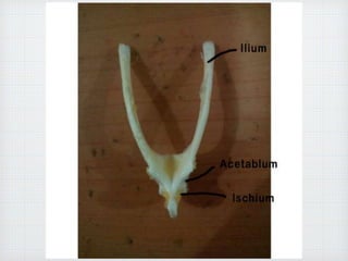 Ischium Frog