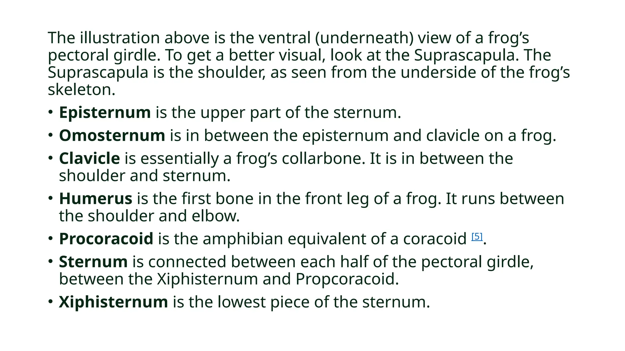 Instructional Material: Frog Skeleton System | PPTX