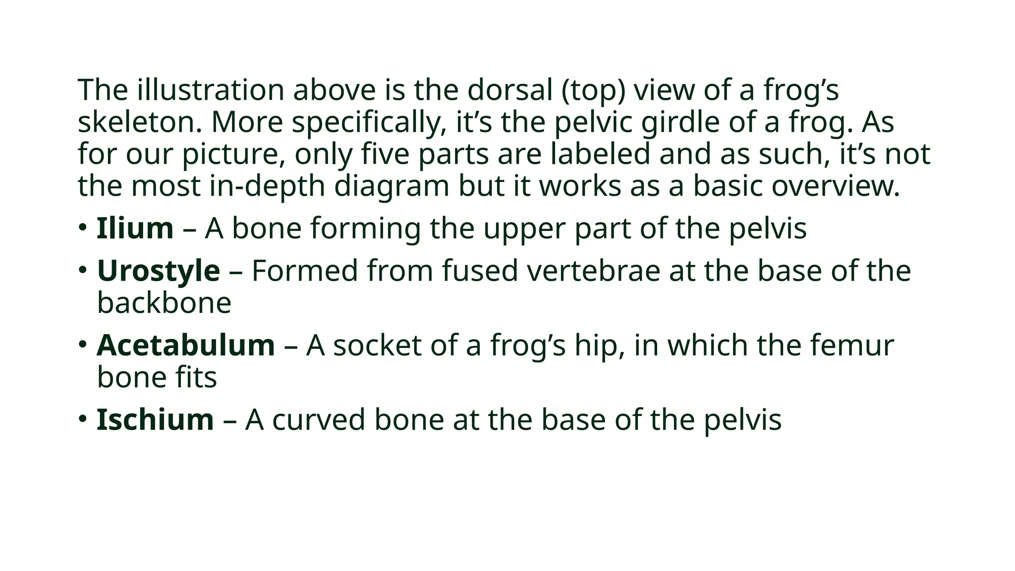 Instructional Material: Frog Skeleton System | PPTX