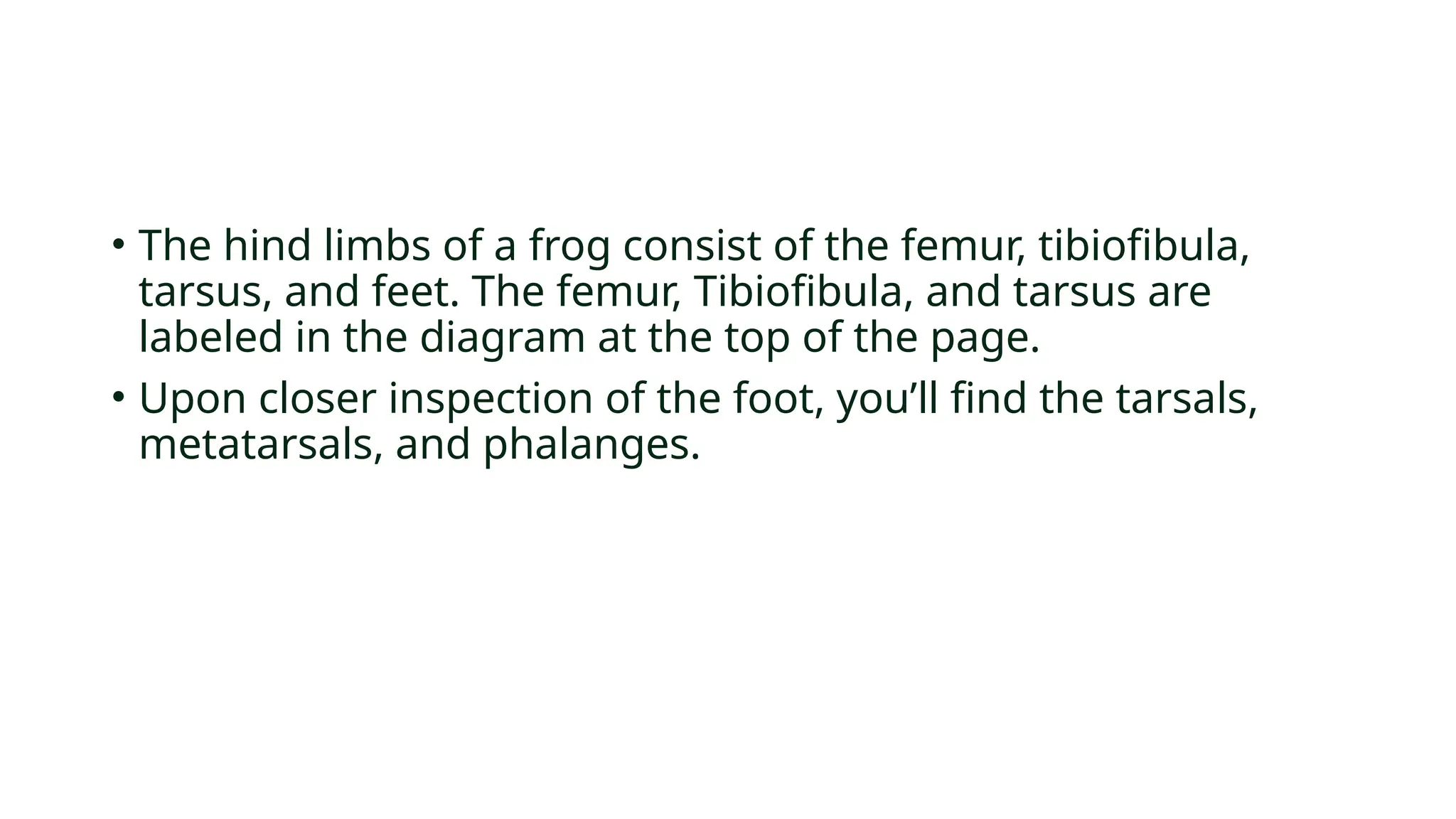 Instructional Material: Frog Skeleton System | PPTX