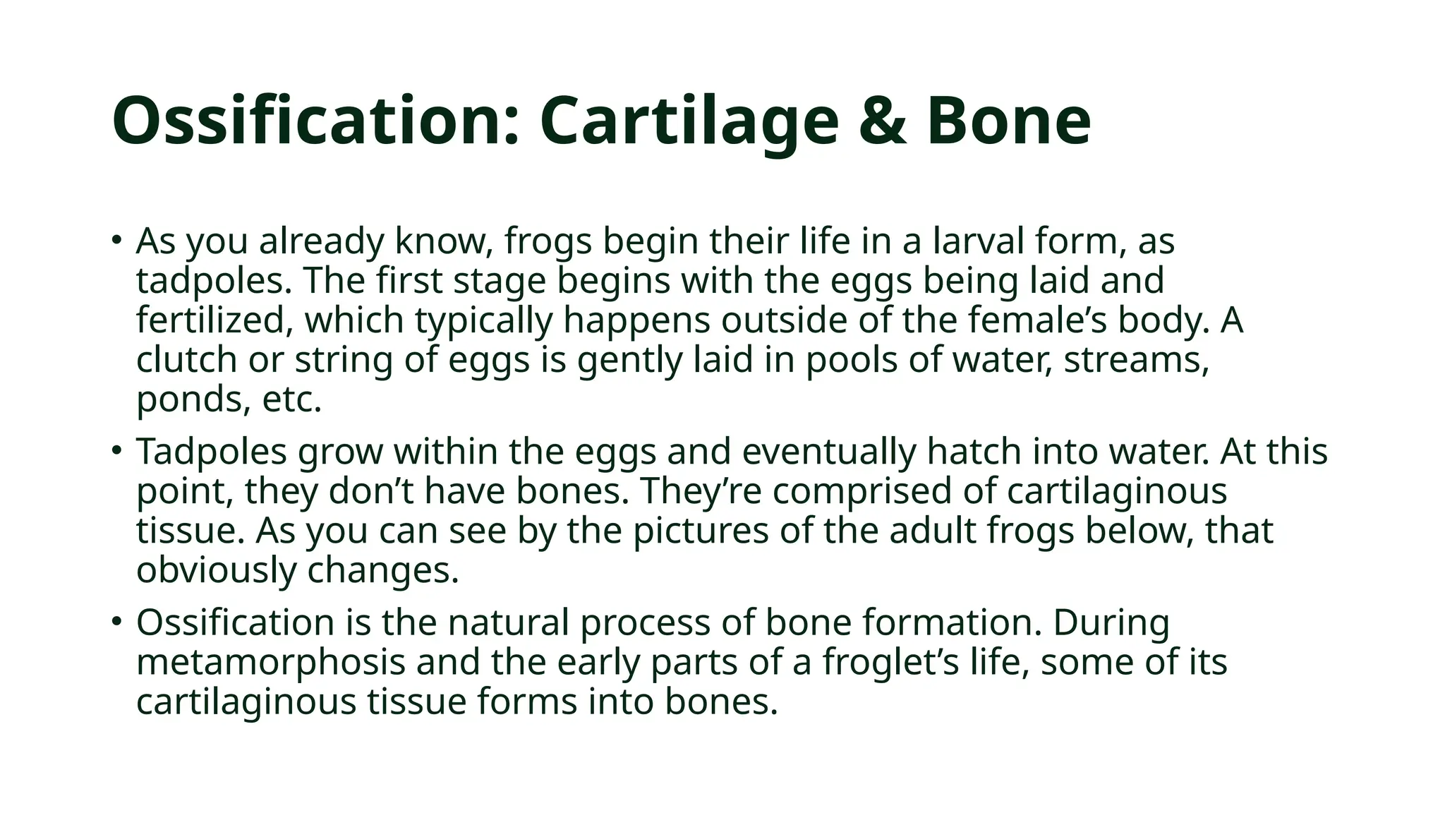 Instructional Material: Frog Skeleton System | PPTX