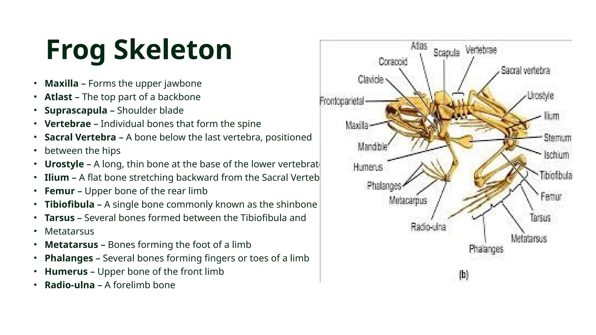 Instructional Material: Frog Skeleton System | PPTX