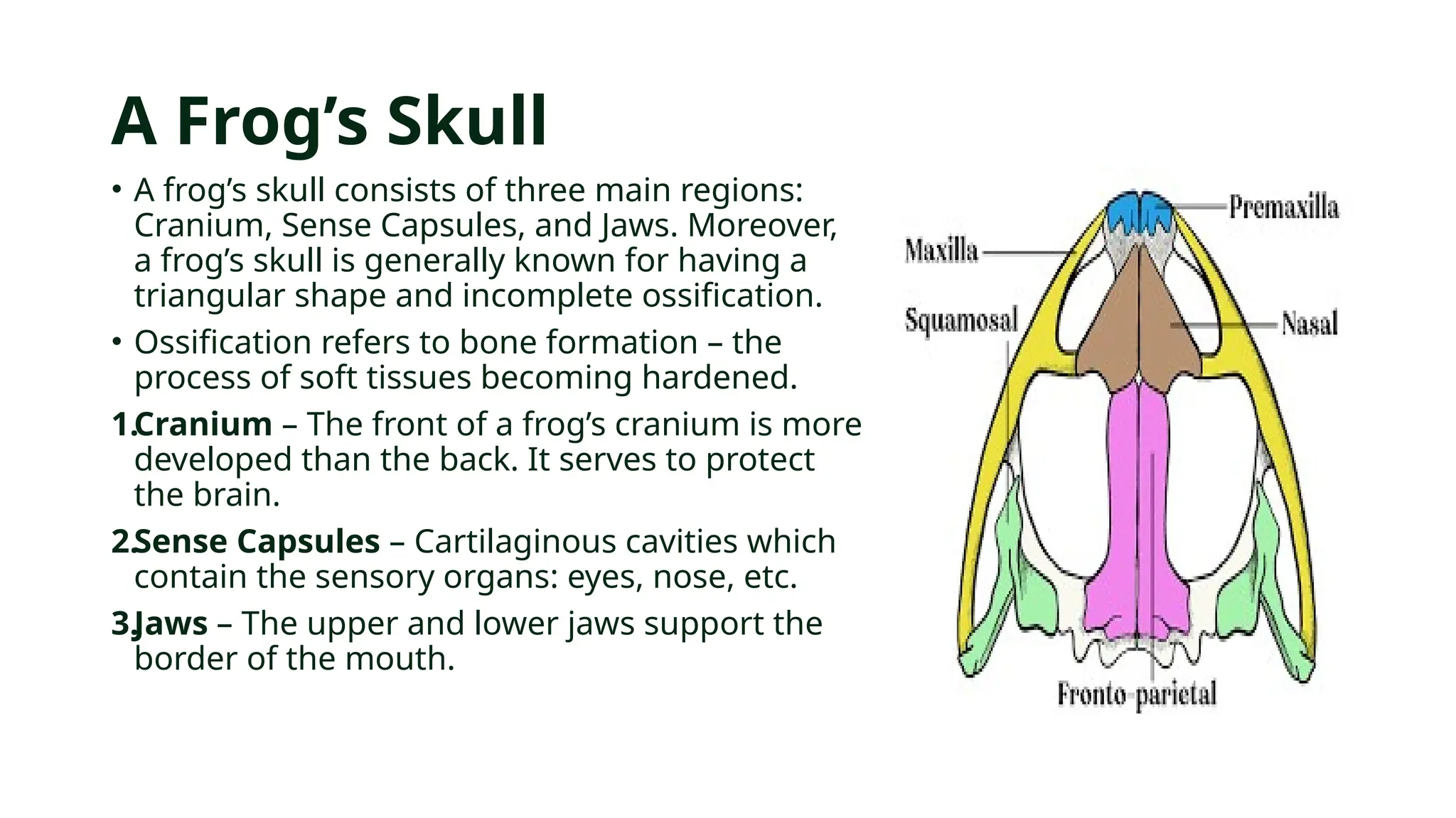 Instructional Material: Frog Skeleton System | PPTX