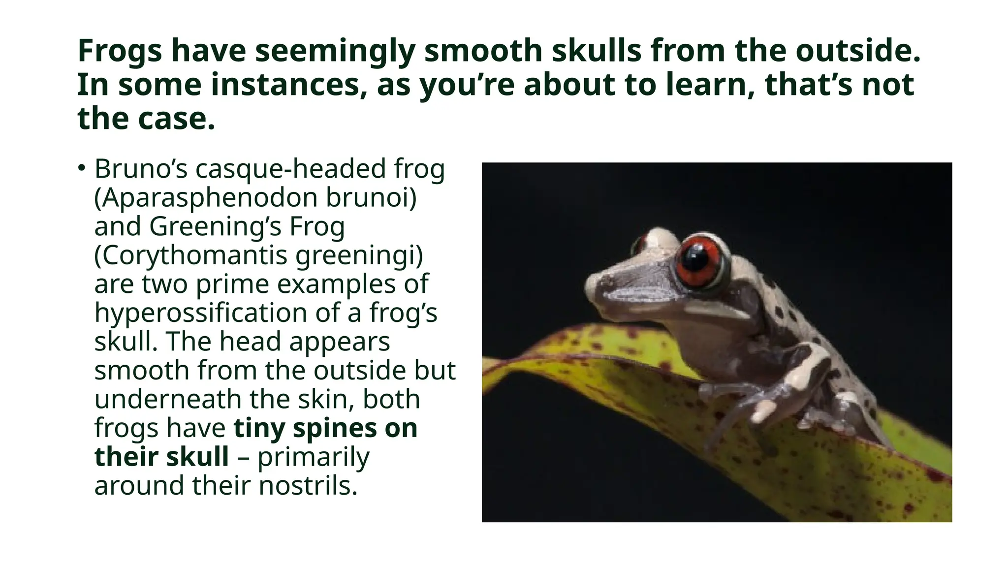 Instructional Material: Frog Skeleton System | PPTX