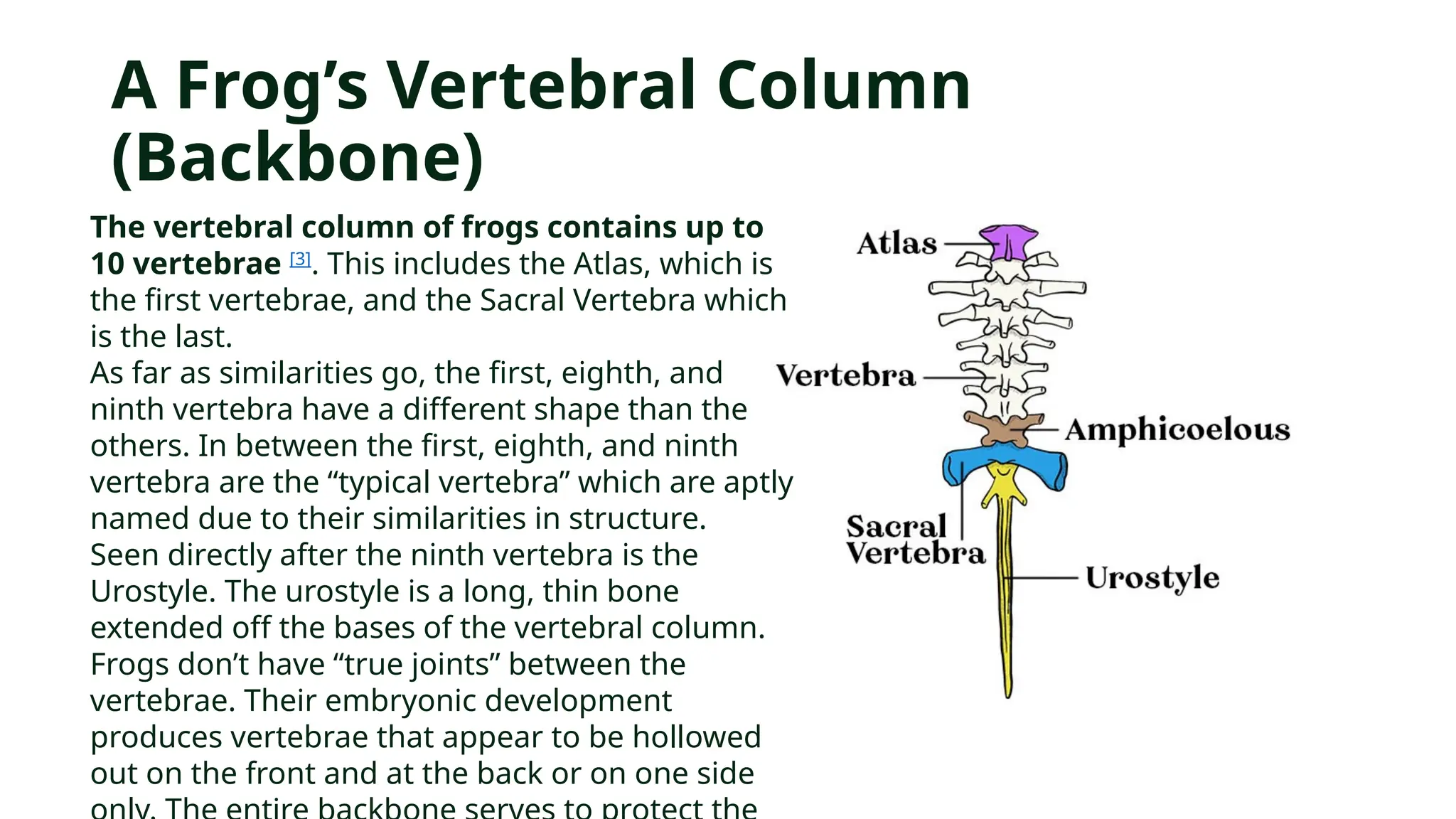 Instructional Material: Frog Skeleton System | PPTX