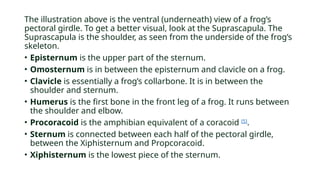 Instructional Material: Frog Skeleton System | PPTX