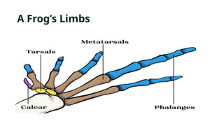 Instructional Material: Frog Skeleton System | PPTX