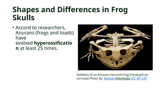 Instructional Material: Frog Skeleton System | PPTX