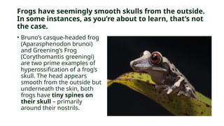 Instructional Material: Frog Skeleton System | PPTX