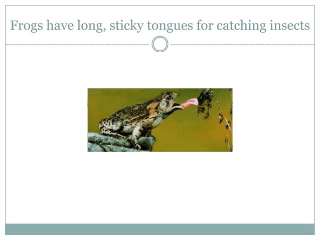 Frogs lesson | PPTX