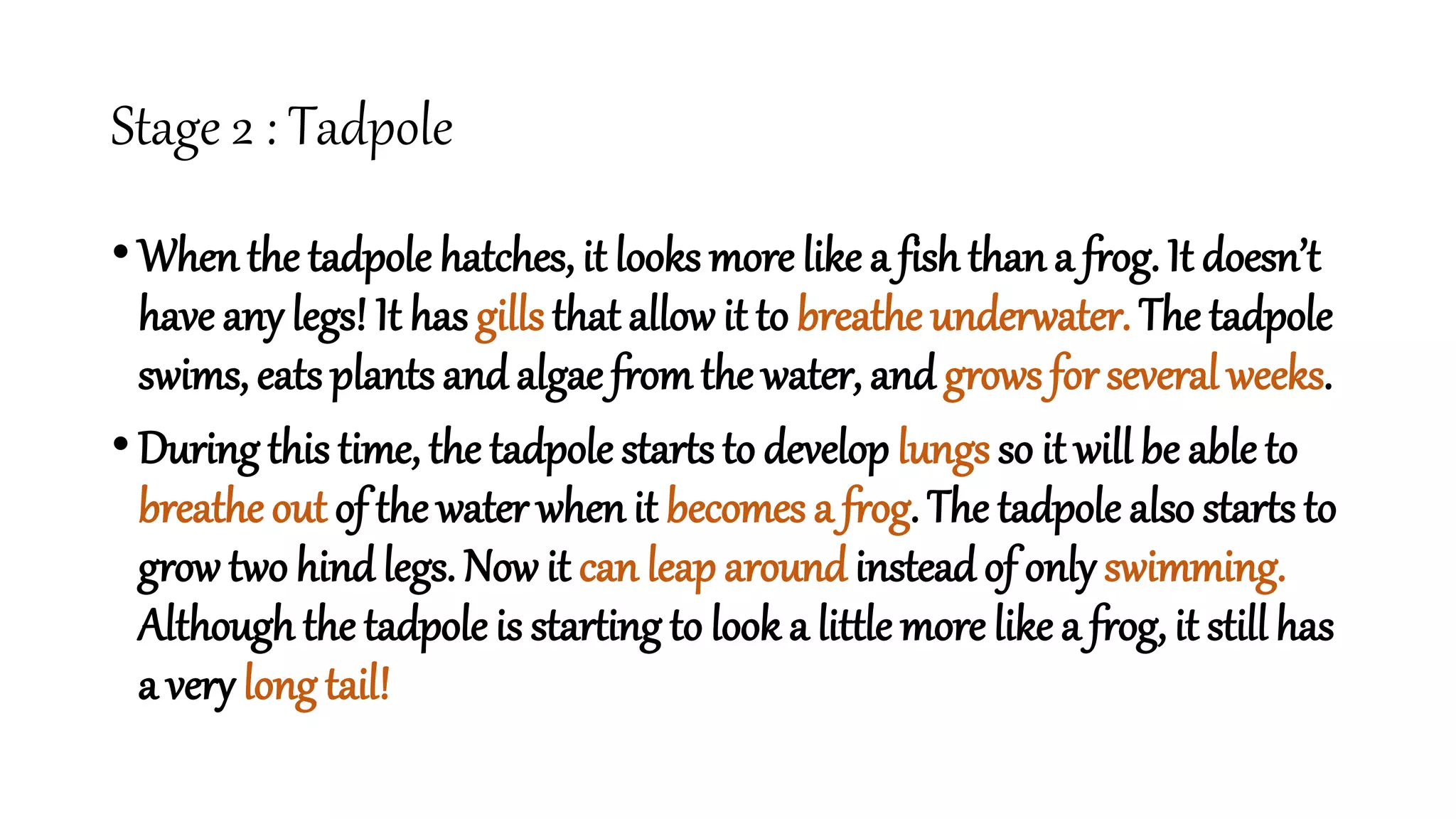 Frogs life cycle | PPTX