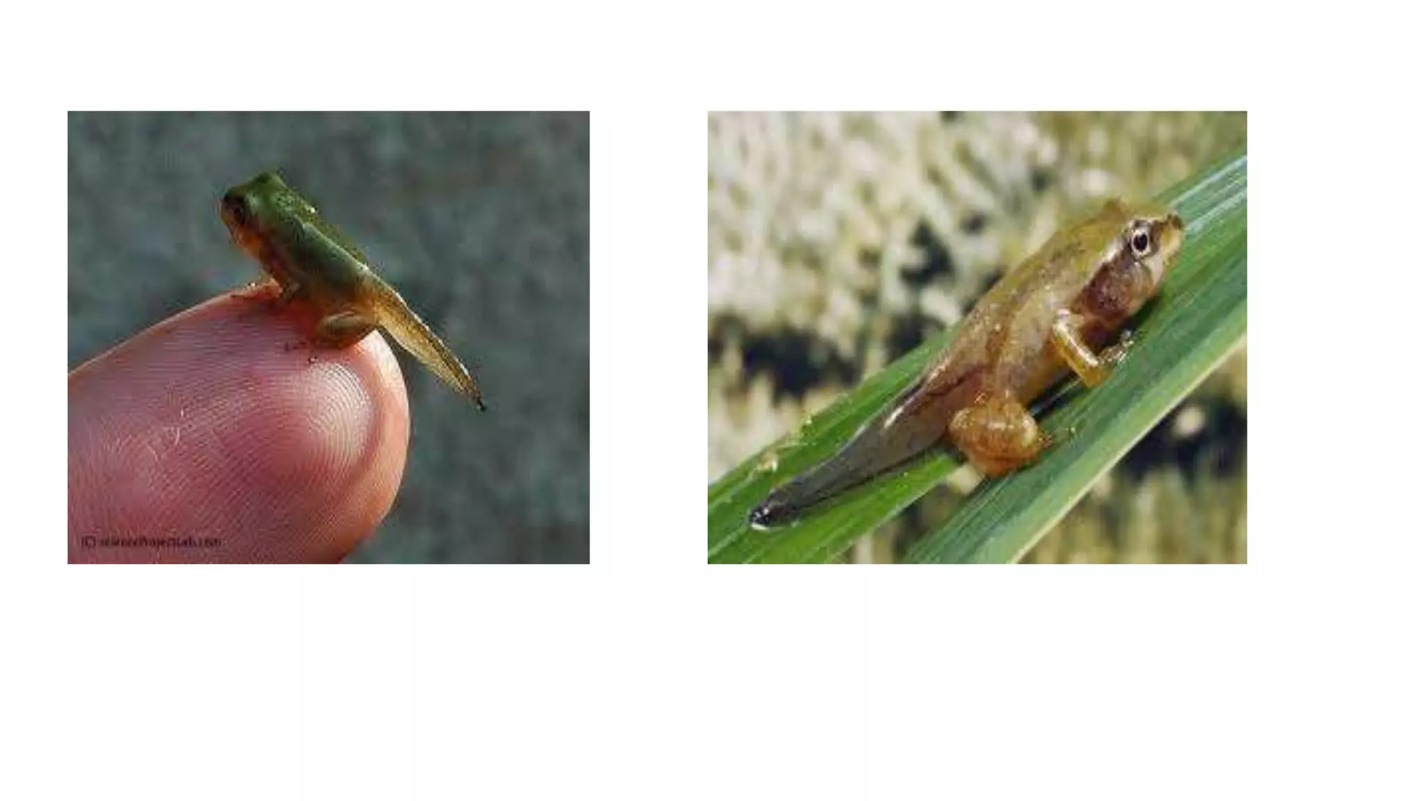 Frogs life cycle | PPTX