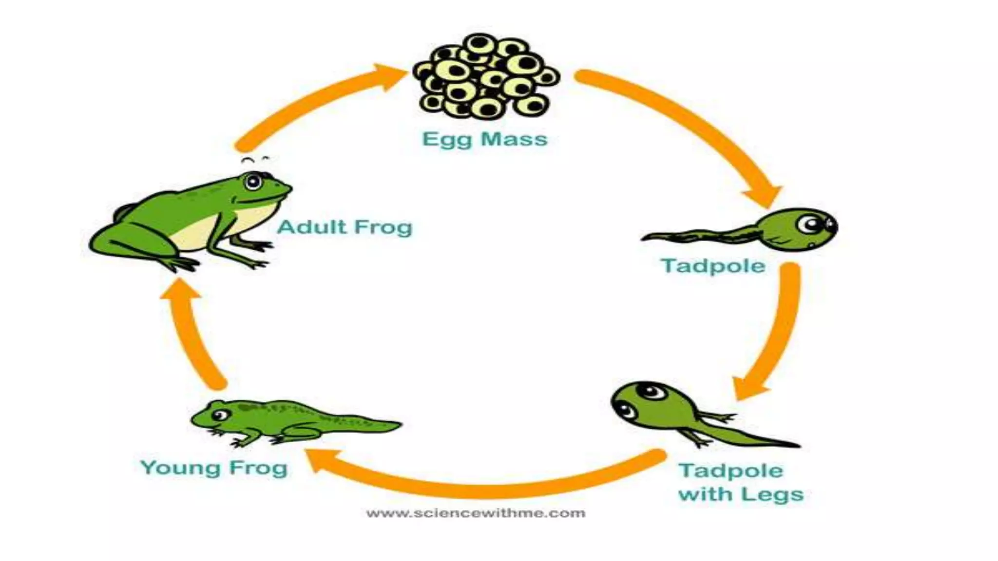 Frogs life cycle | PPTX