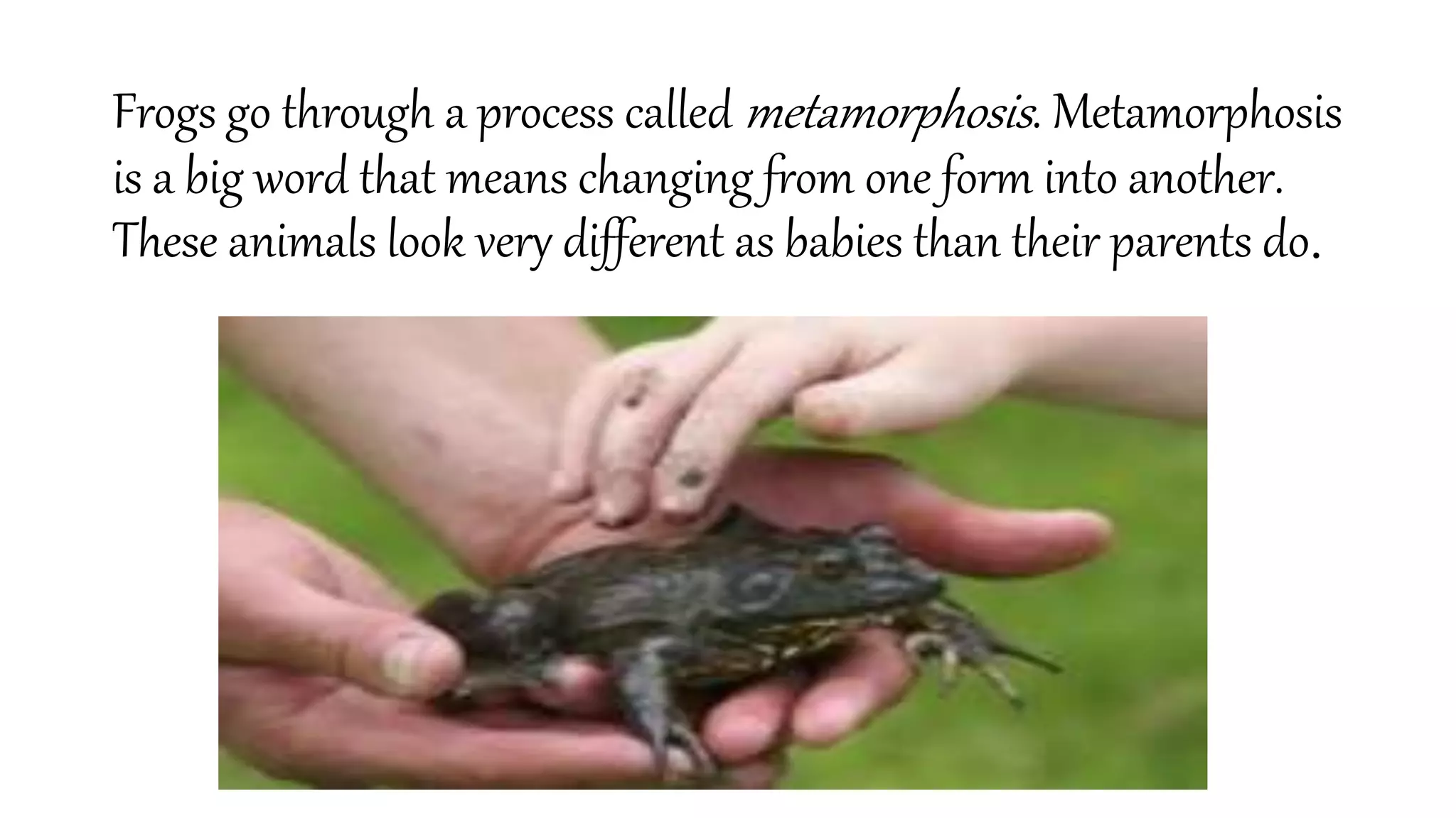 Frogs life cycle | PPTX