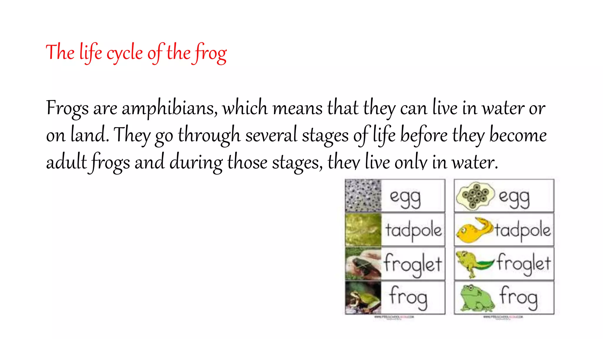 Frogs life cycle | PPTX