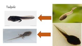 Frogs life cycle | PPTX