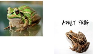 Frogs life cycle | PPTX