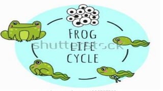 Frogs life cycle | PPTX