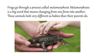 Frogs life cycle | PPTX