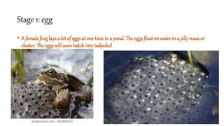 Frogs life cycle | PPTX