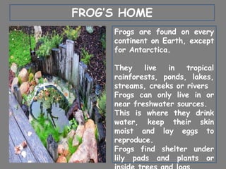 Frog's house | PPT