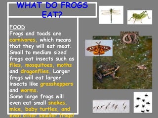 Frog's house | PPT