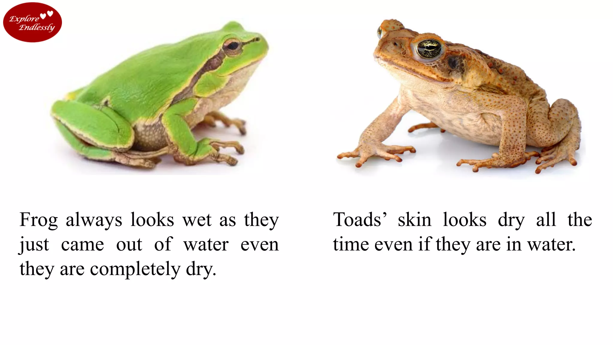 Frog vs toad | PDF
