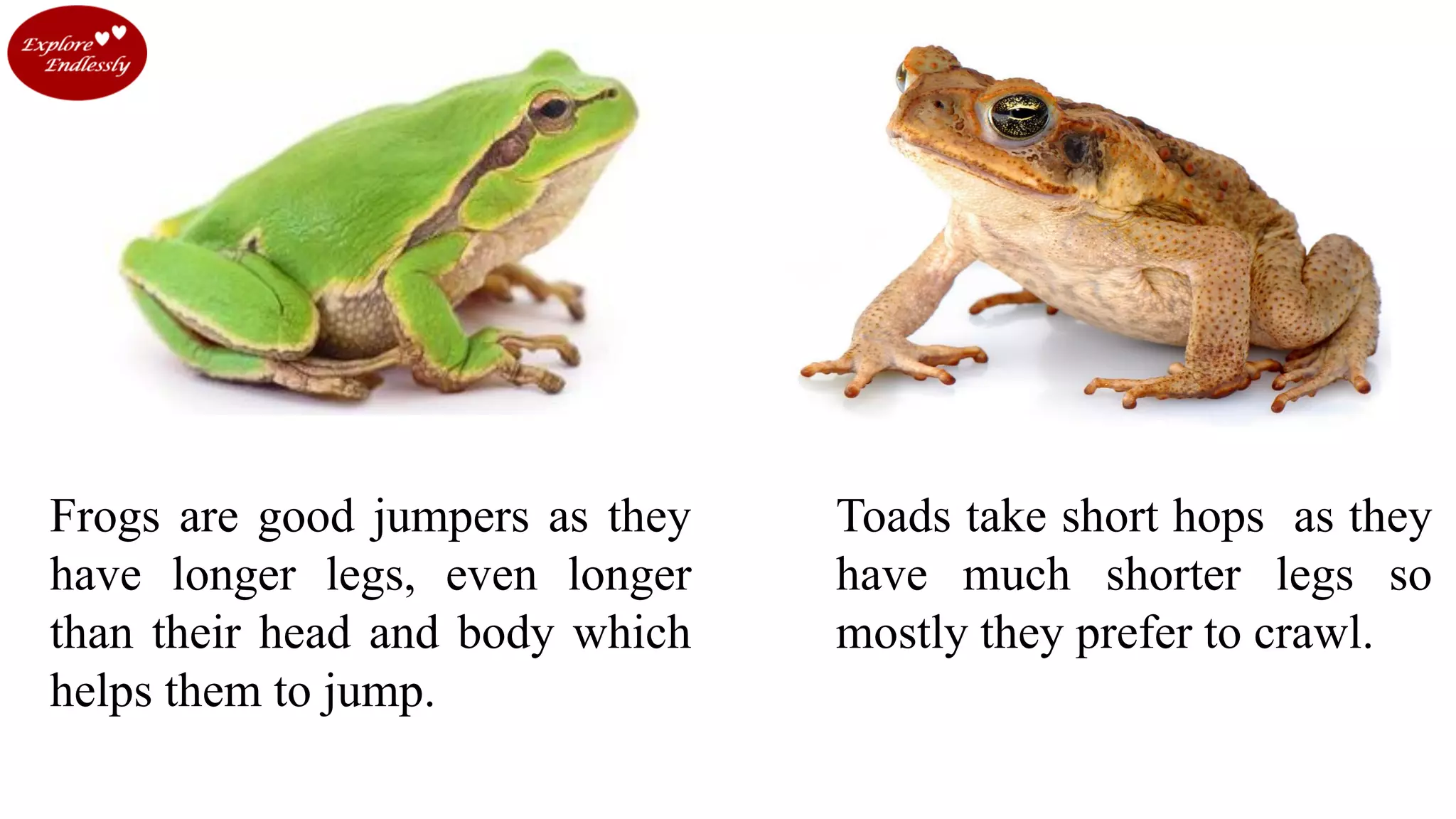 Frog vs toad | PDF