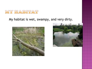 Frog Who Am I | PPT | Reptiles | Pets