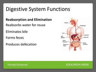 How to Improve Your Digestive System From Start to Finish | PPT
