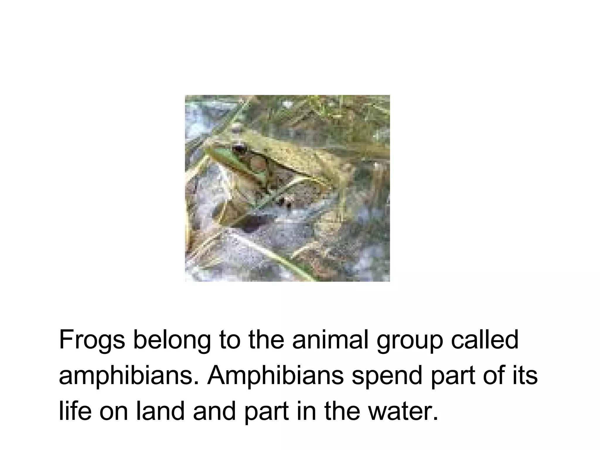 From Tadpole To Frog | PPT