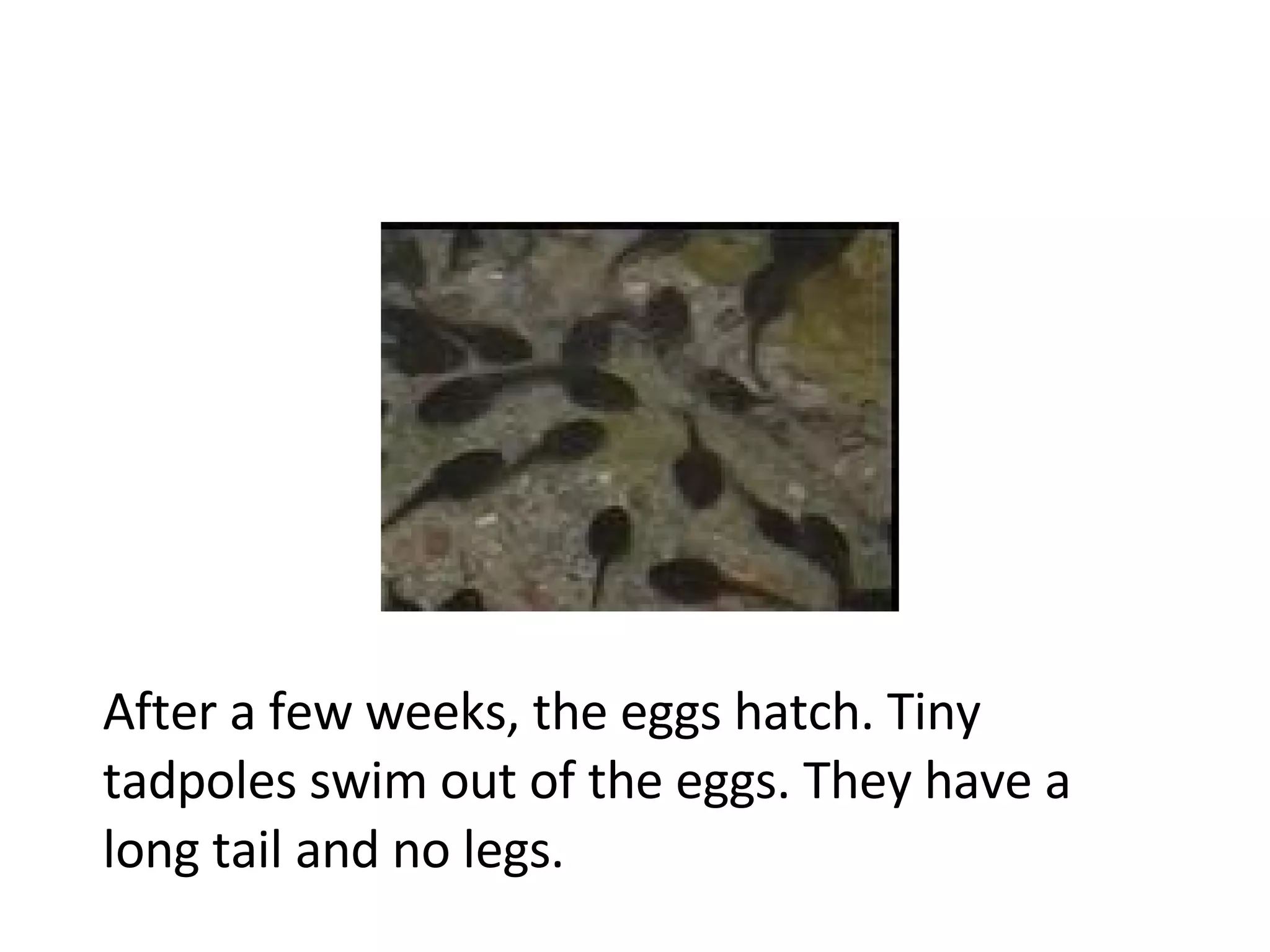 From Tadpole To Frog | PPT