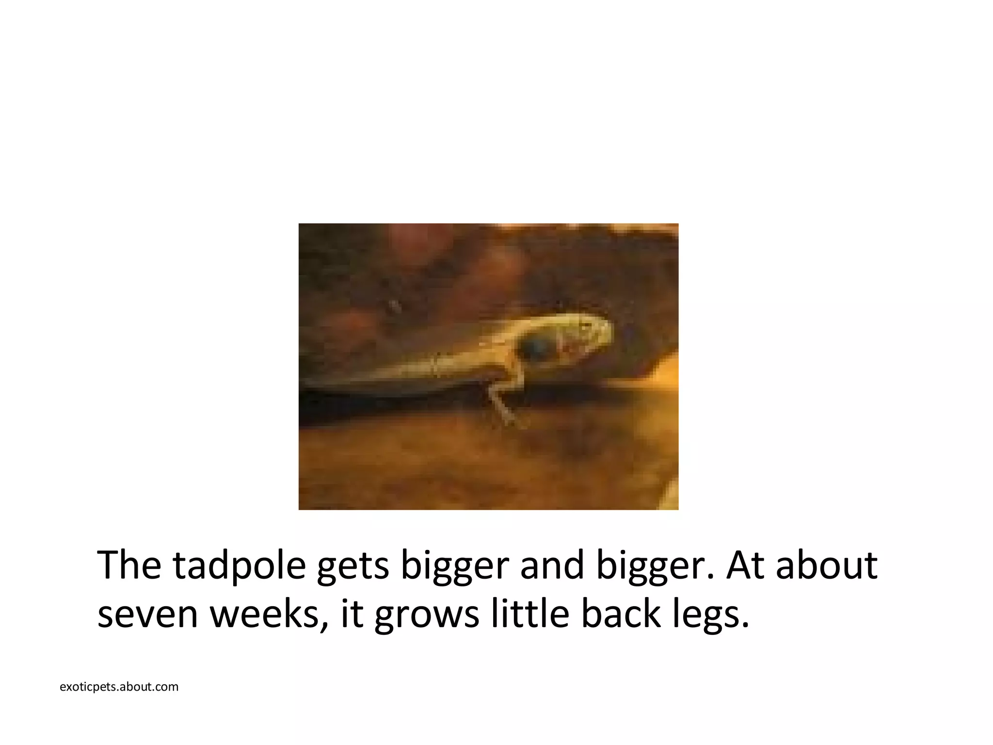 From Tadpole To Frog | PPT