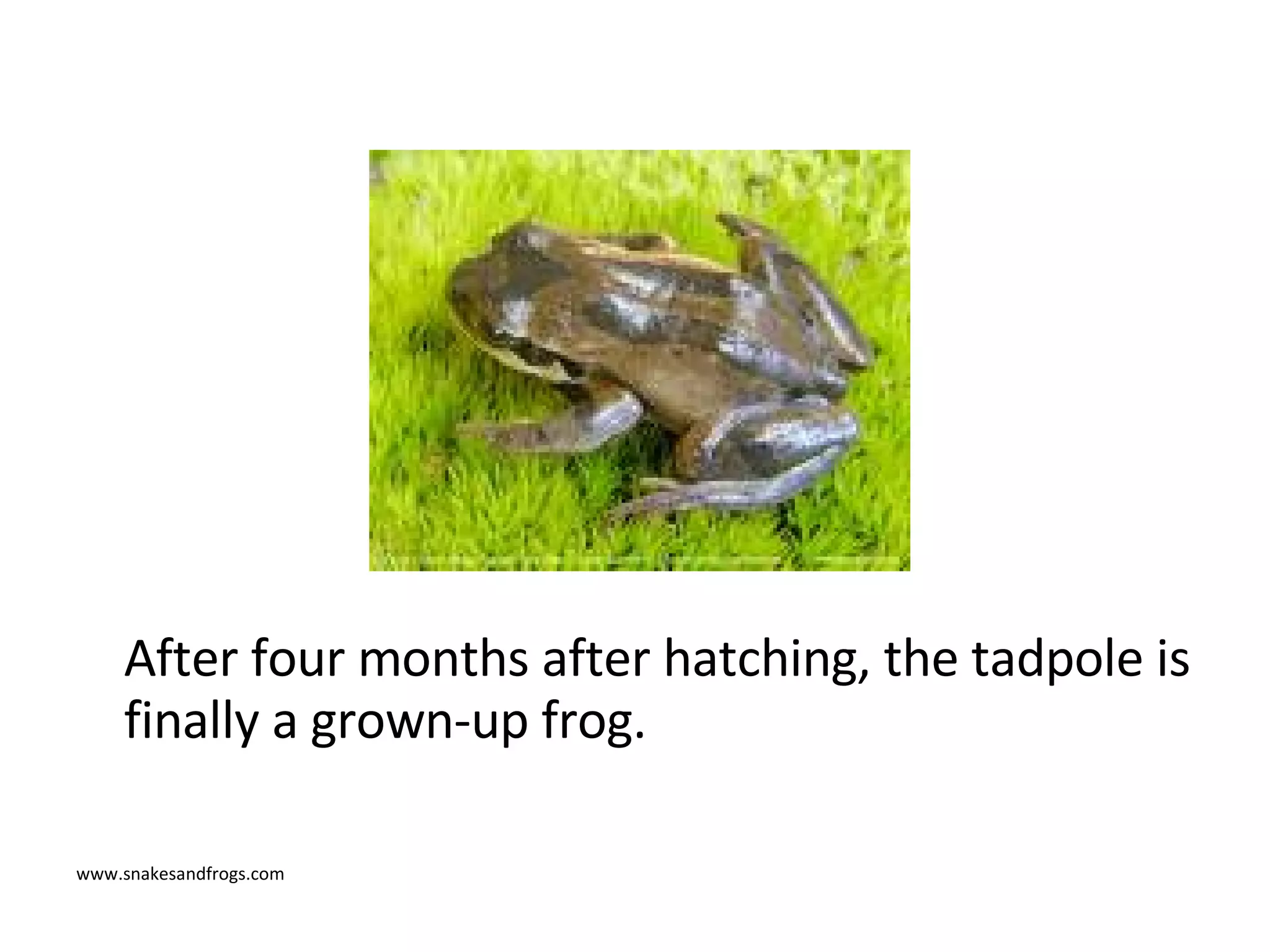 From Tadpole To Frog | PPT