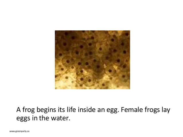 From Tadpole To Frog | PPT
