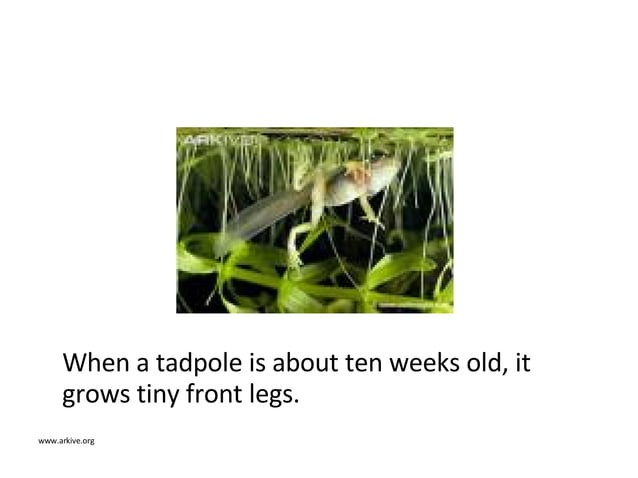 From Tadpole To Frog | PPT